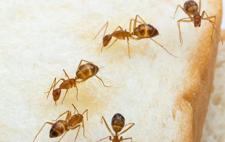 Winning The Battle Against Ants In Tampa: Expert Advice On Effective ...
