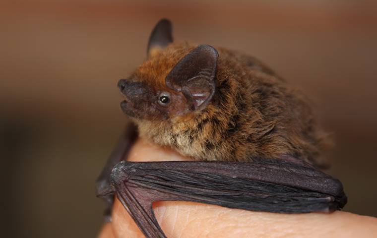 How To Keep Bats Away From Your Tampa Home: A Comprehensive Guide
