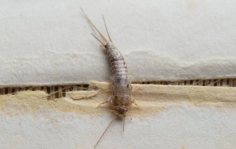 Pest Spotlight: What To Do About Silverfish Inside Your Tampa Home