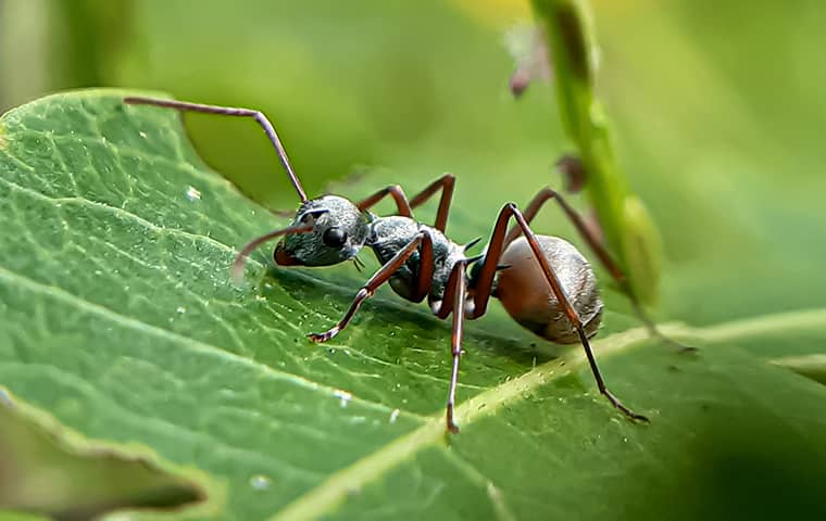 Blog - Ants Be Gone: Effective Ant Control Solutions For Tampa Homes