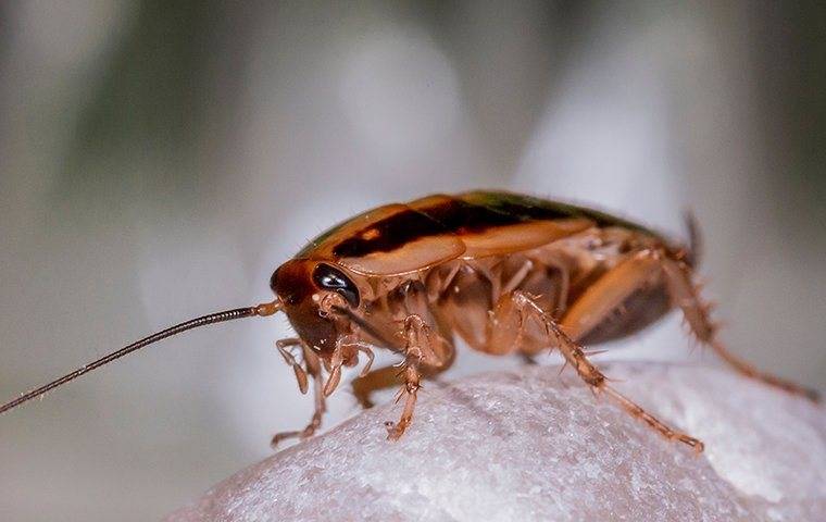 Blog - Why Are German Roaches So Hard To Get Rid Of In Tampa